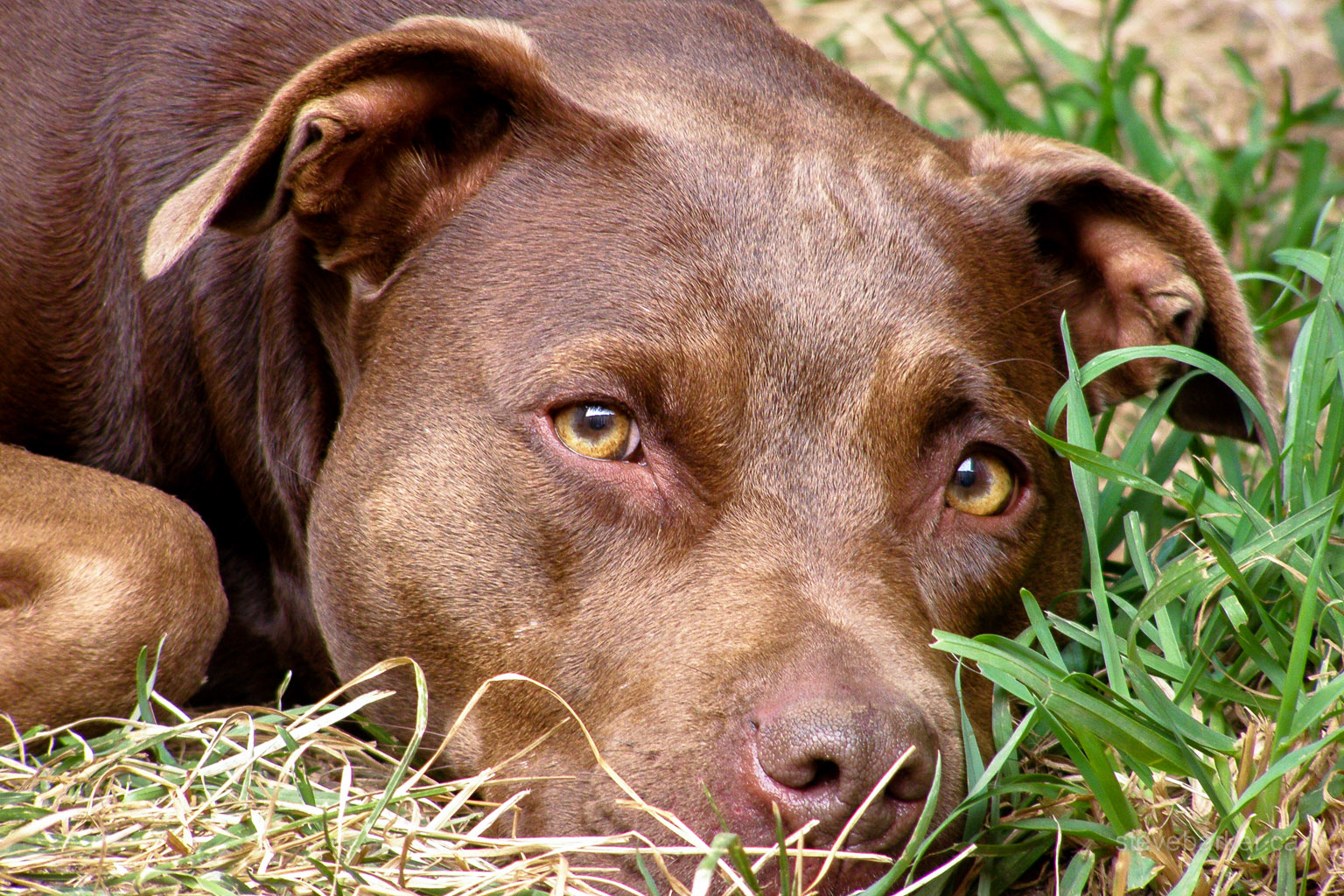 Steve Barker Photography (BC Canada) – Your dog. Your location. Your rules.